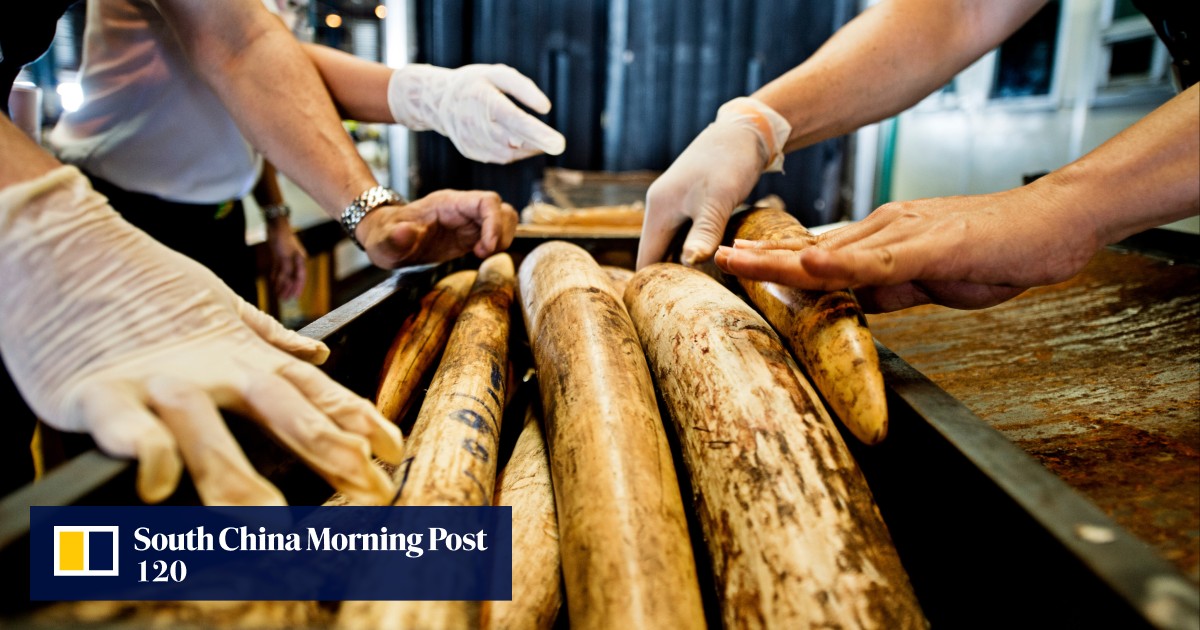 Despite crackdown, ‘demand keeps China’ on wildlife smuggling map ...