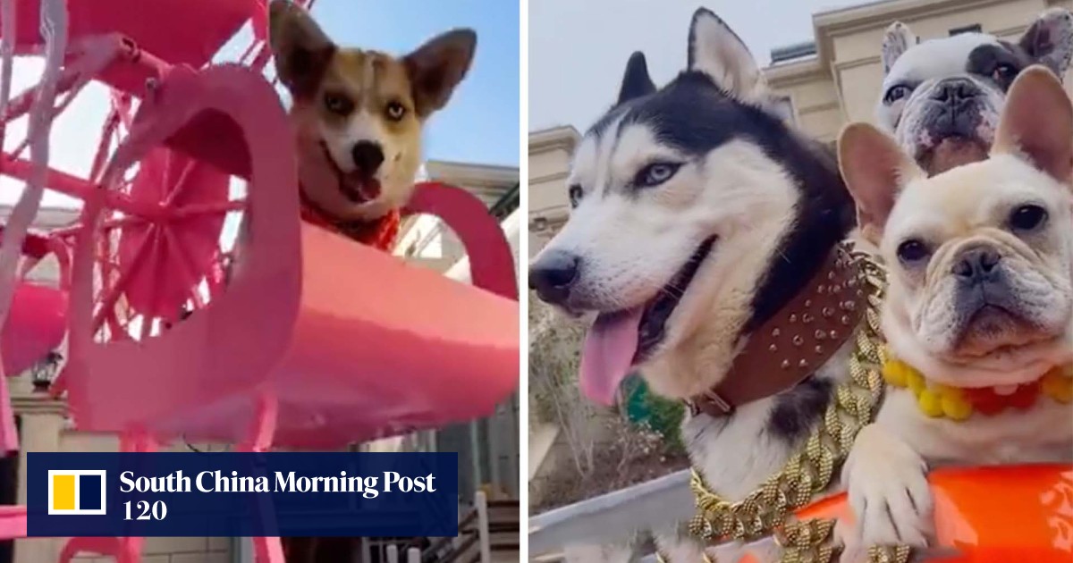 Man in China spends small fortune on mini dog mansion with a disco ...