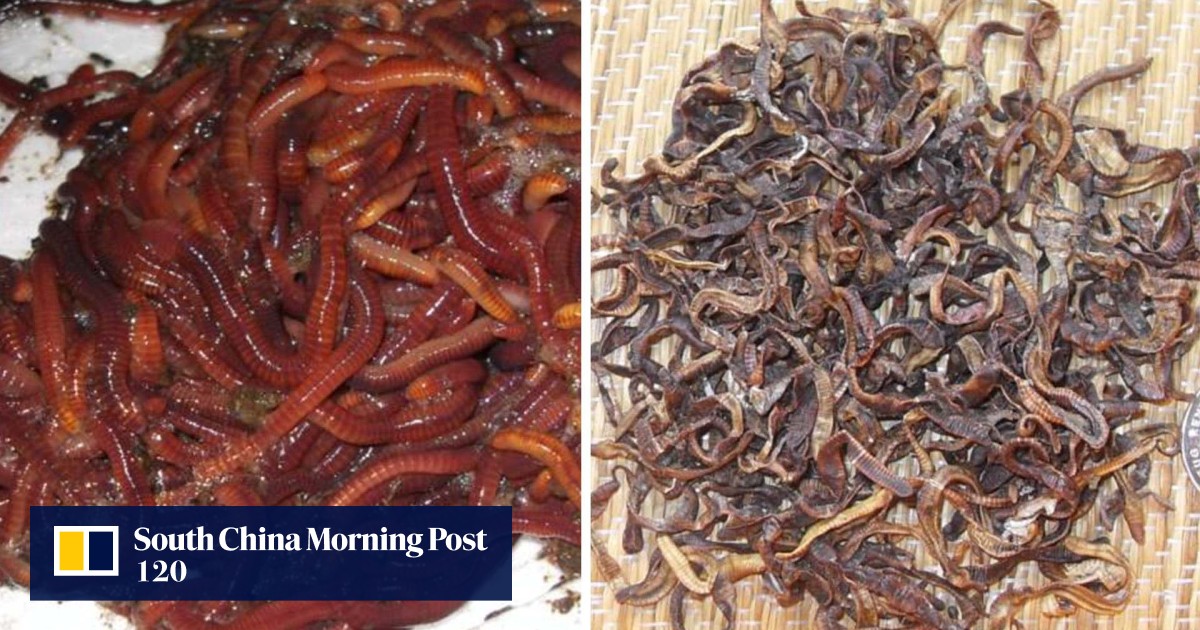 China faces earthworm wipeout as rampant growth in electro-harvesting ...