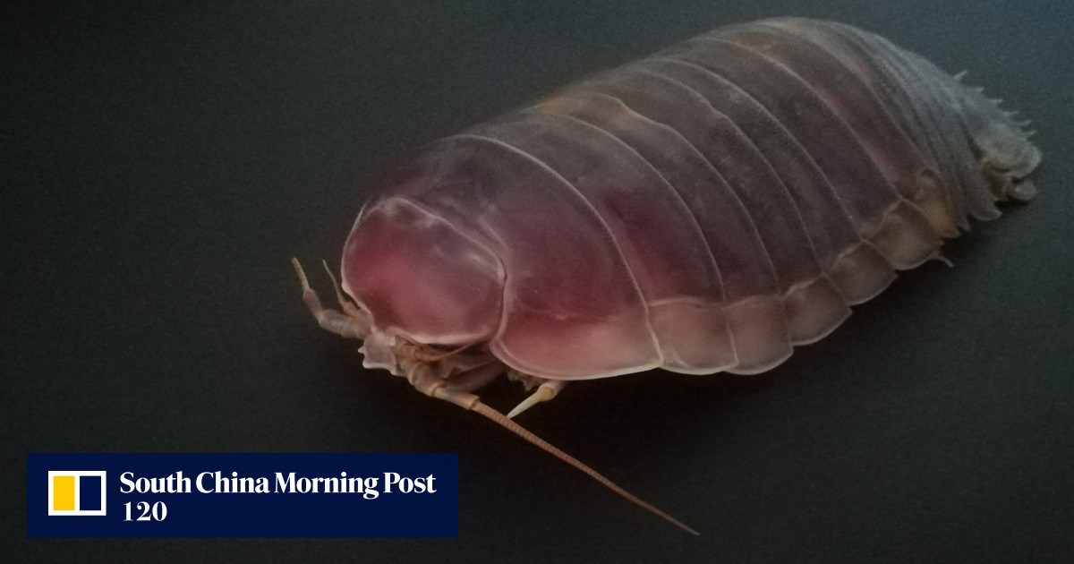 ‘Giant genes’ shed light on how ‘alien’ crustacean has adapted to the ...