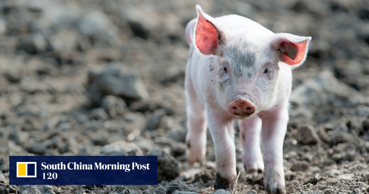 Scientists revive organs in dead pigs, challenging definition of death ...