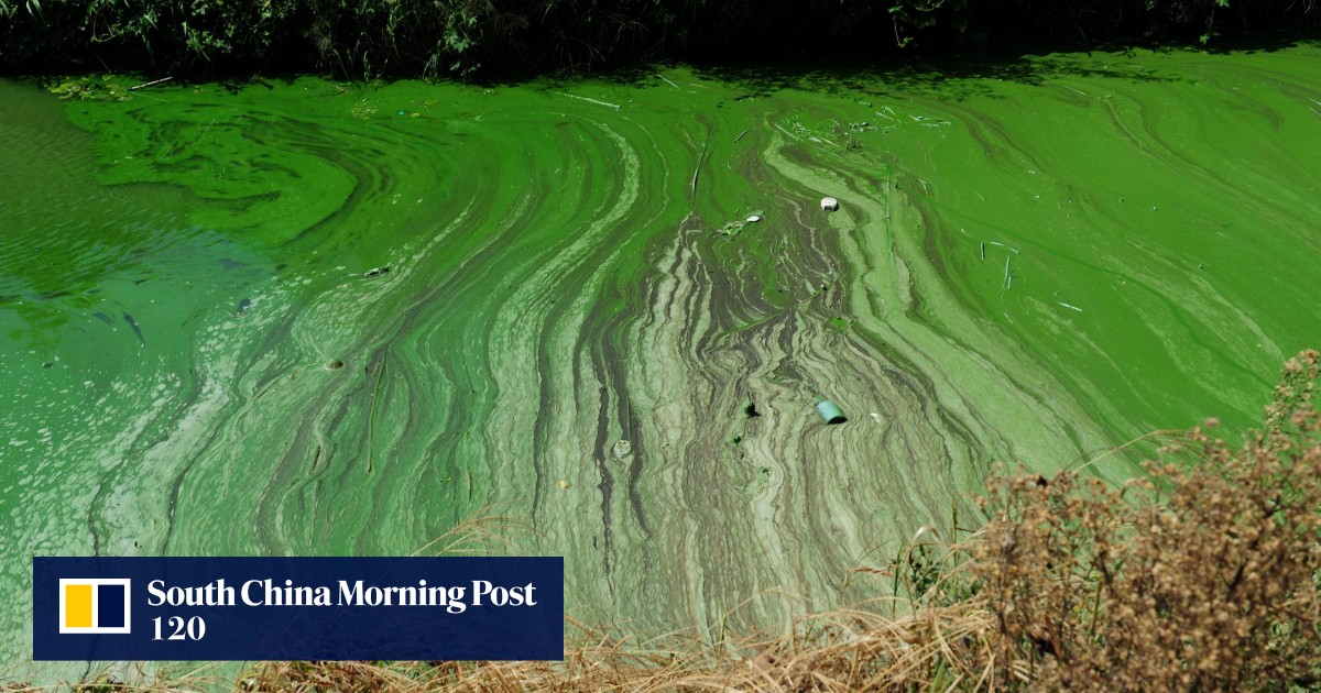 Chinese scientists clear blue-green algae bloom from massive lake with ...