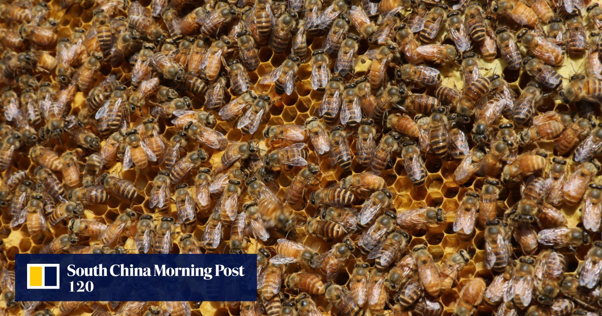 US man wakes from coma after being stung by bees 20,000 times | South ...