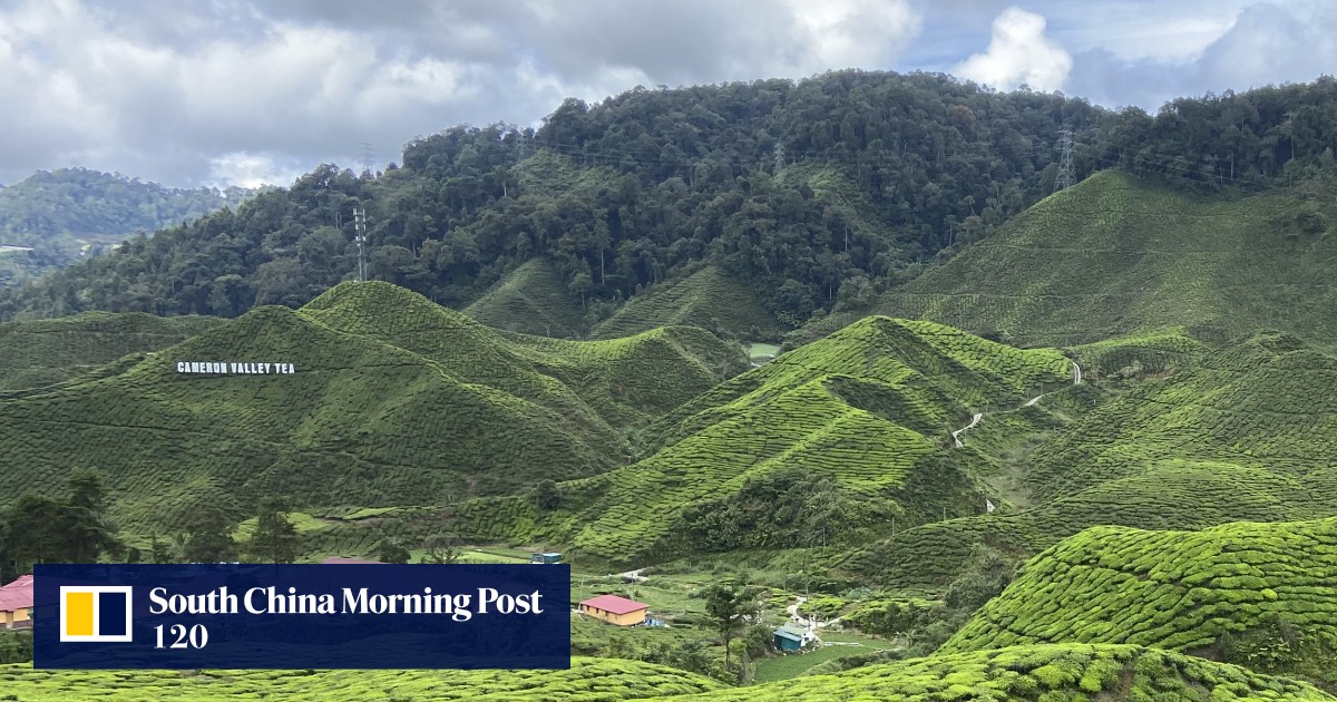 Malaysia’s beautiful Cameron Highlands are a hive of tourist activity ...