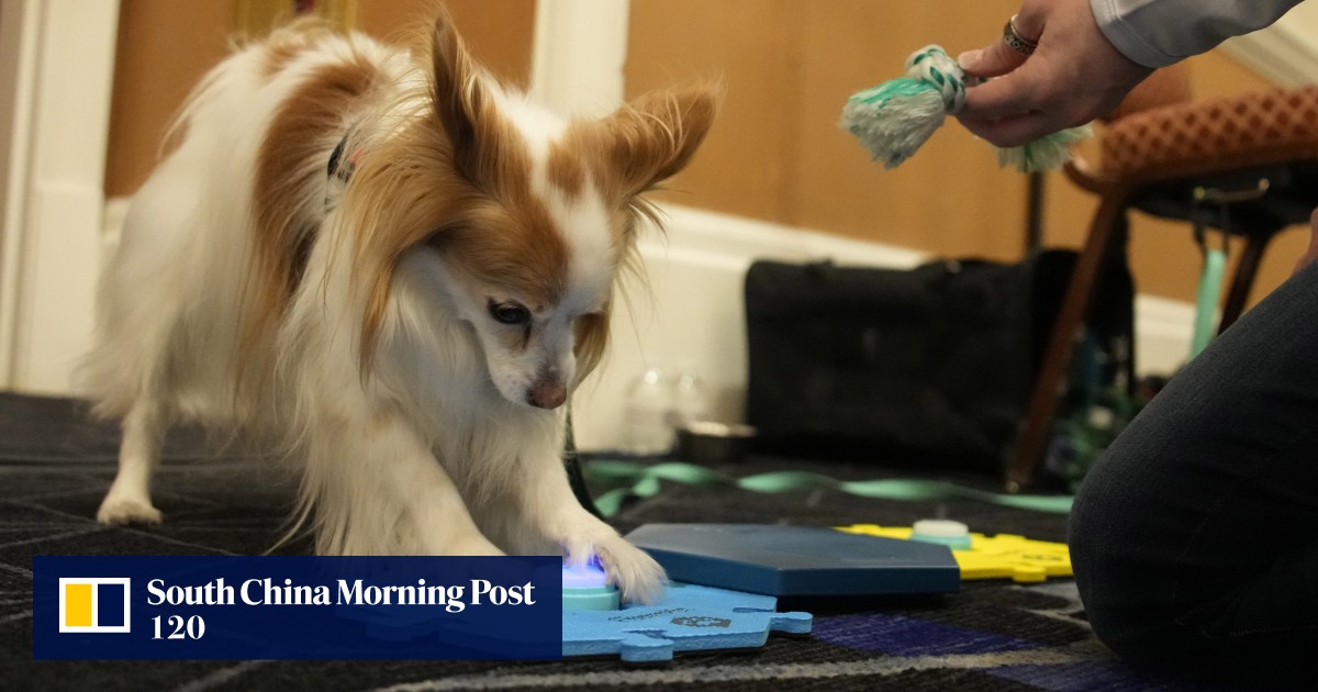 CES 2023: dogs ‘talking’ through buttons, bubble tea robots, perfect ...