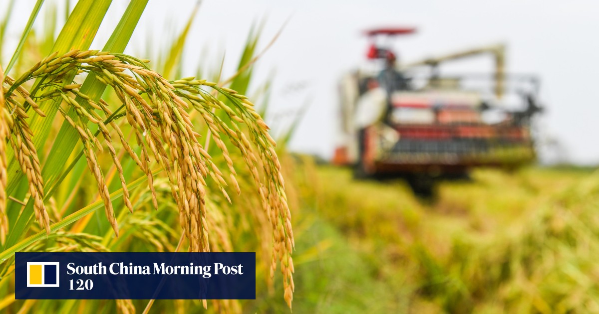 China food security: advanced rice thriving where most vegetation dies ...