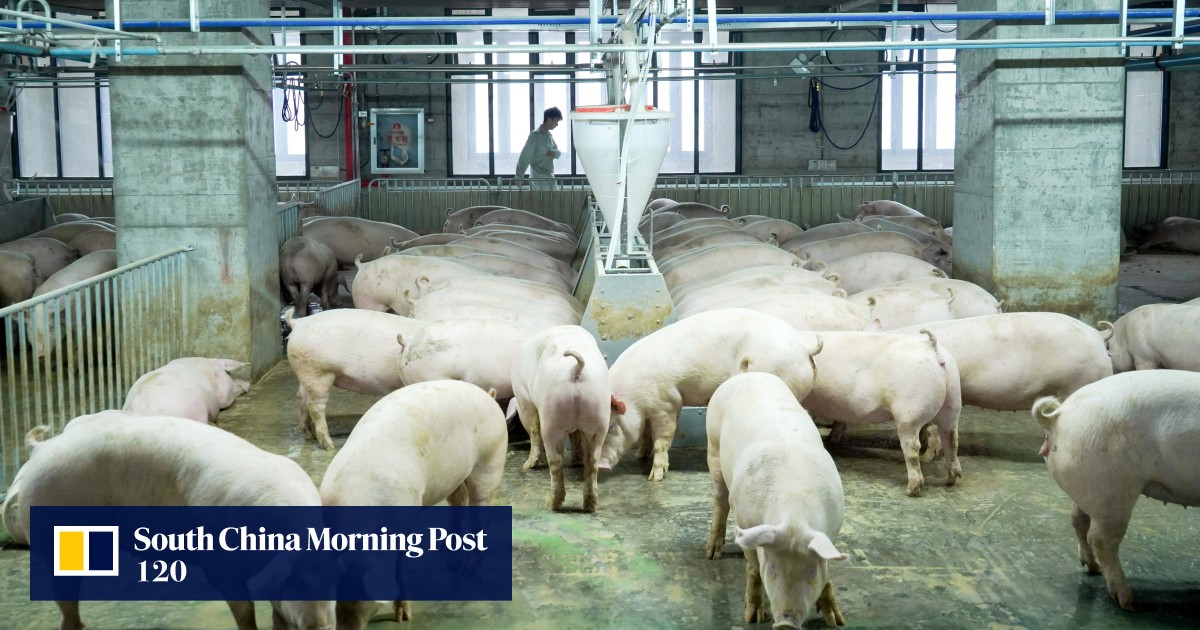 China’s skyscraping pig farms are high on the hog, and their advanced ...