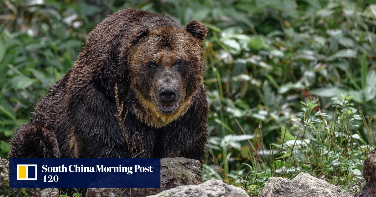 Japan faces ‘inevitable’ rise in bear attacks as climate change pushes ...