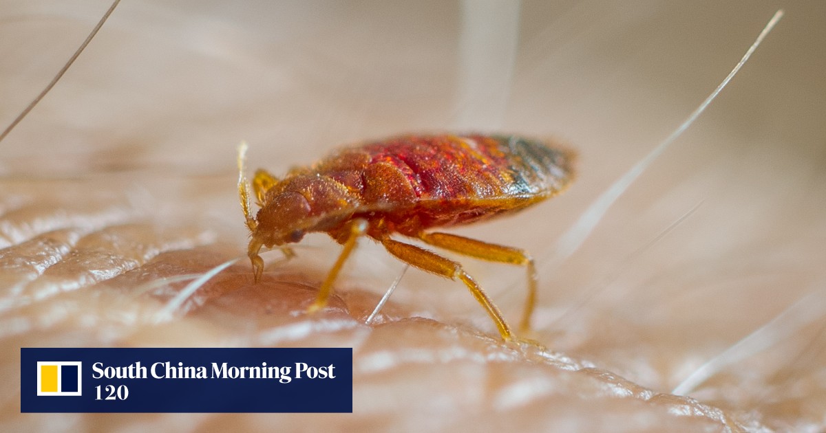 Bedbug infestation fears in Hong Kong spark panic buying of insecticides and leap in pest ...
