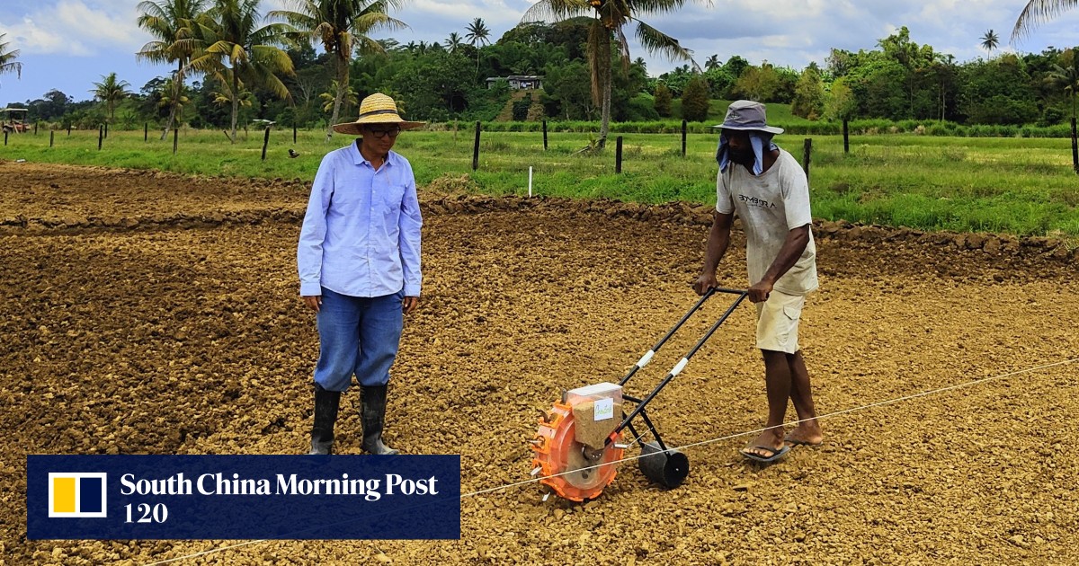 With Chinas Help Fiji Targets Self Sufficiency In Rice In 20 Years Chronicleslive