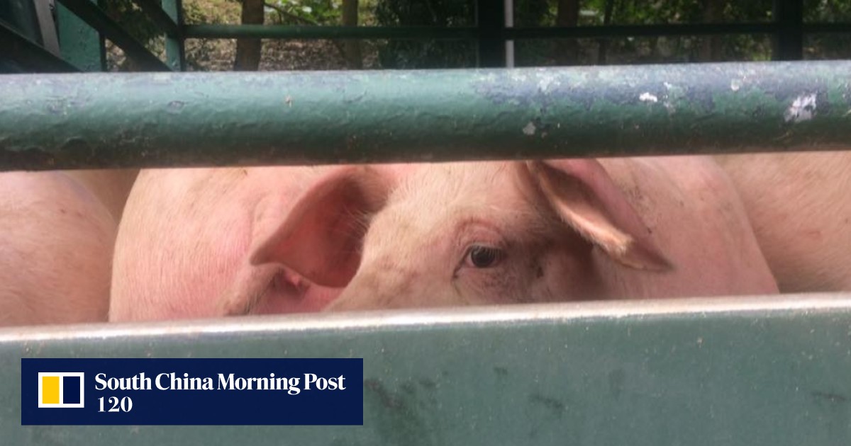 Hong Kong pig farmers threaten to release their hogs at government ...