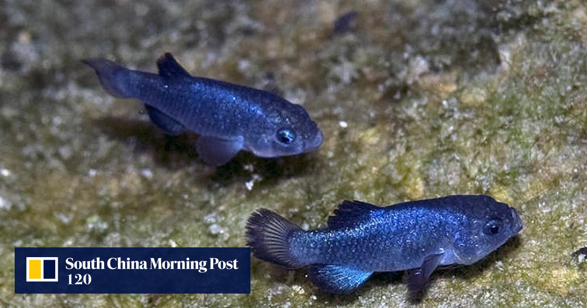 World’s rarest fish survived California earthquake by riding out 10 ...