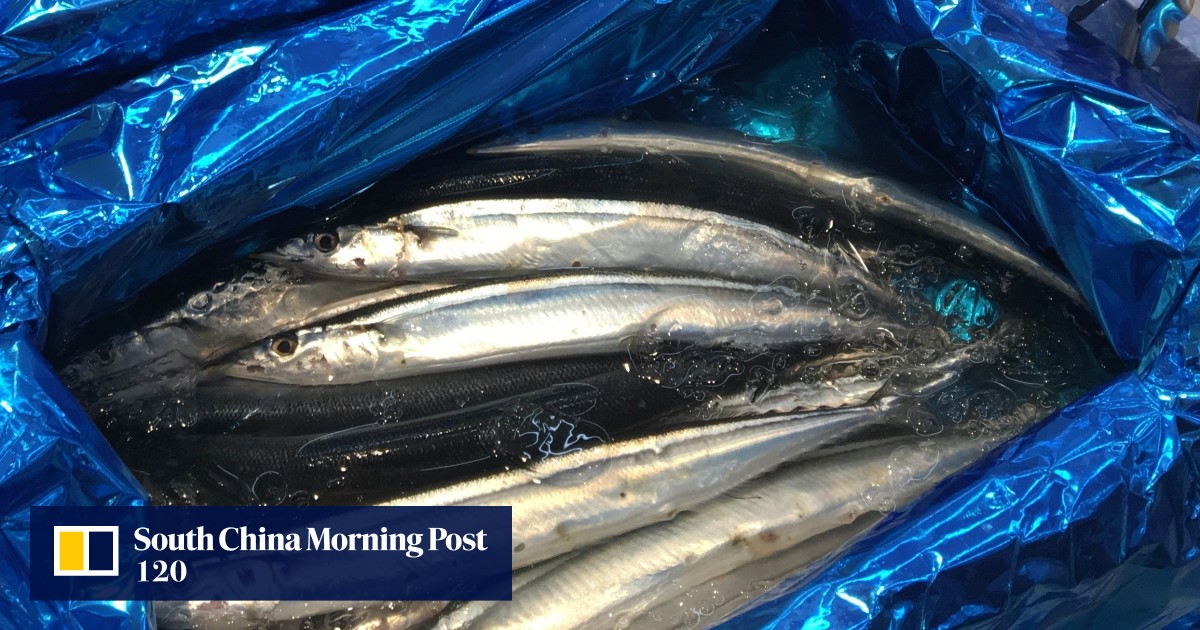 Something fishy: Japanese have been eating sanma for generations but it ...