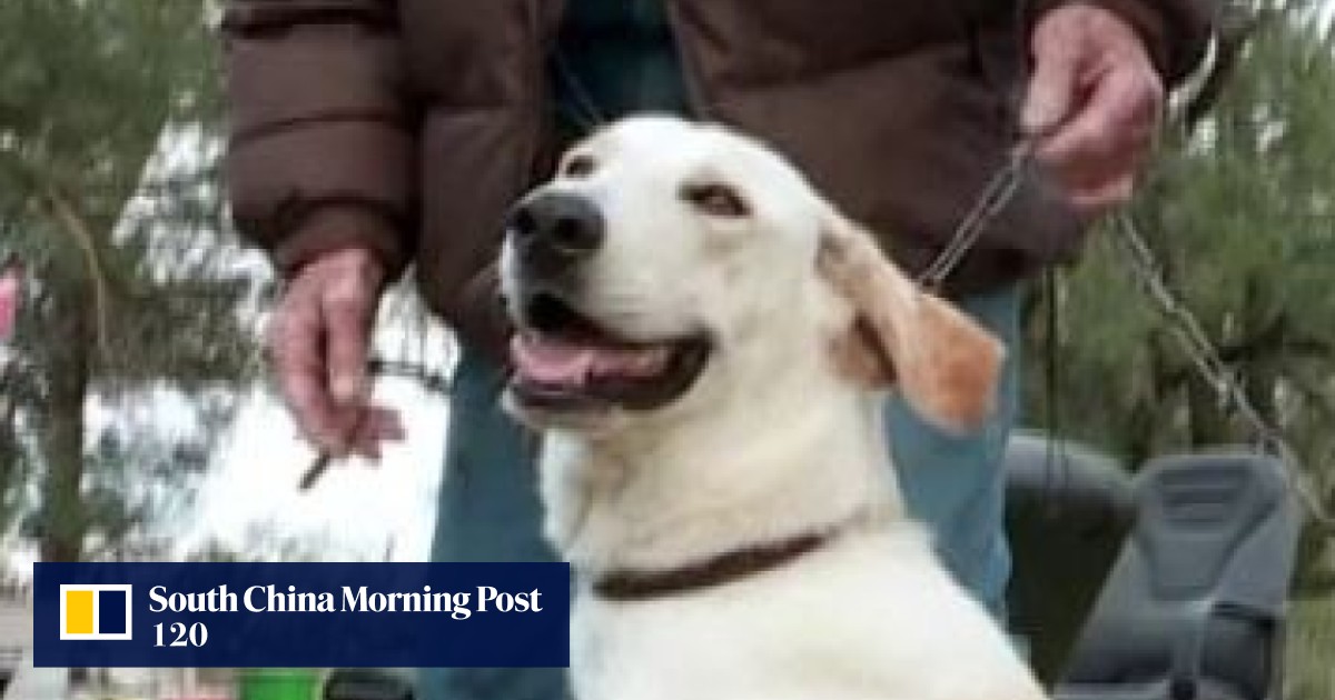 Excitable Labrador puppy ‘shoots’ woman in leg with handgun | South ...
