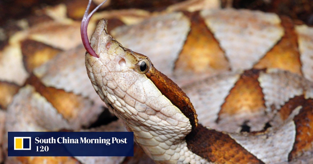 Chinese farmer cuts off finger after being bitten by snake. Doctors ...