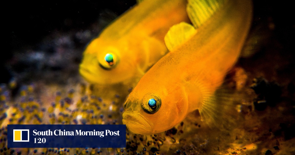 Lack of oxygen in marine environments may threaten fish populations ...