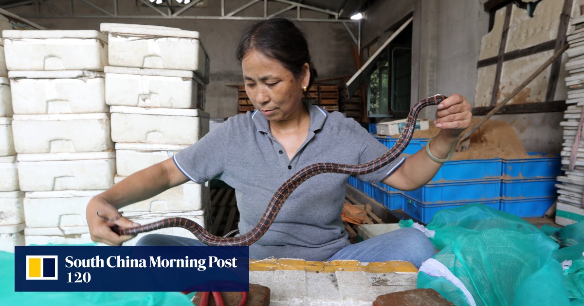 Chinese snake village scales down as coronavirus prompts wildlife trade ...