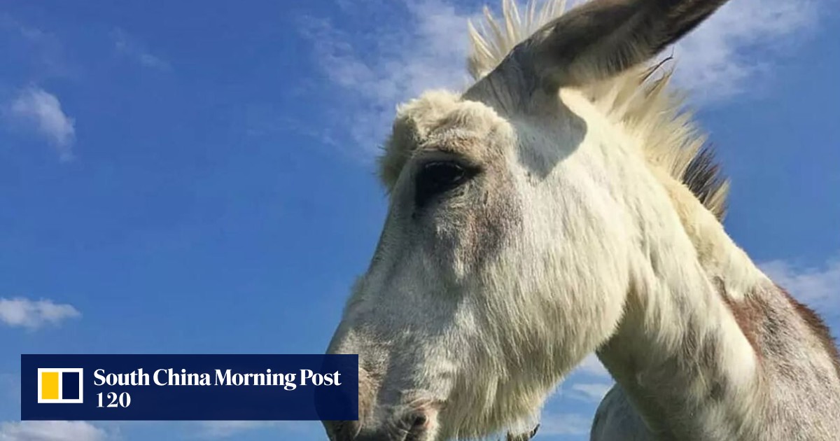 No joke, you can hire this donkey to crash a Zoom meeting | South China ...