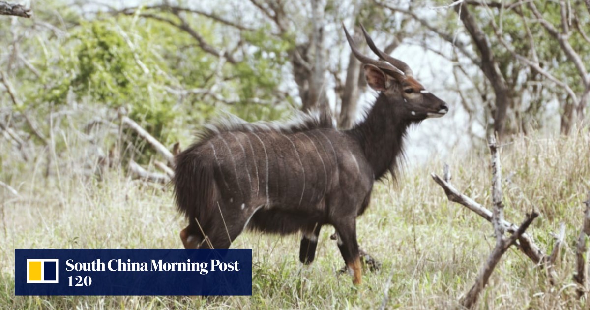 Impala steaks, anyone? African game reserve sells bush meat to survive ...