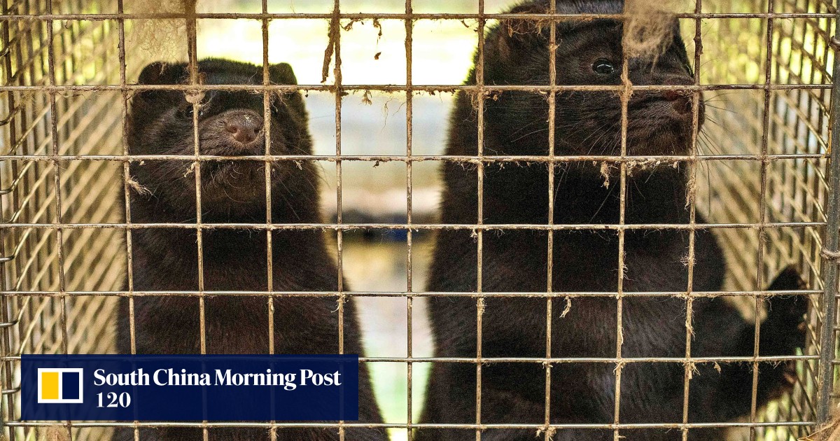 Why China could be the big winner from mink cull in Denmark over Covid ...