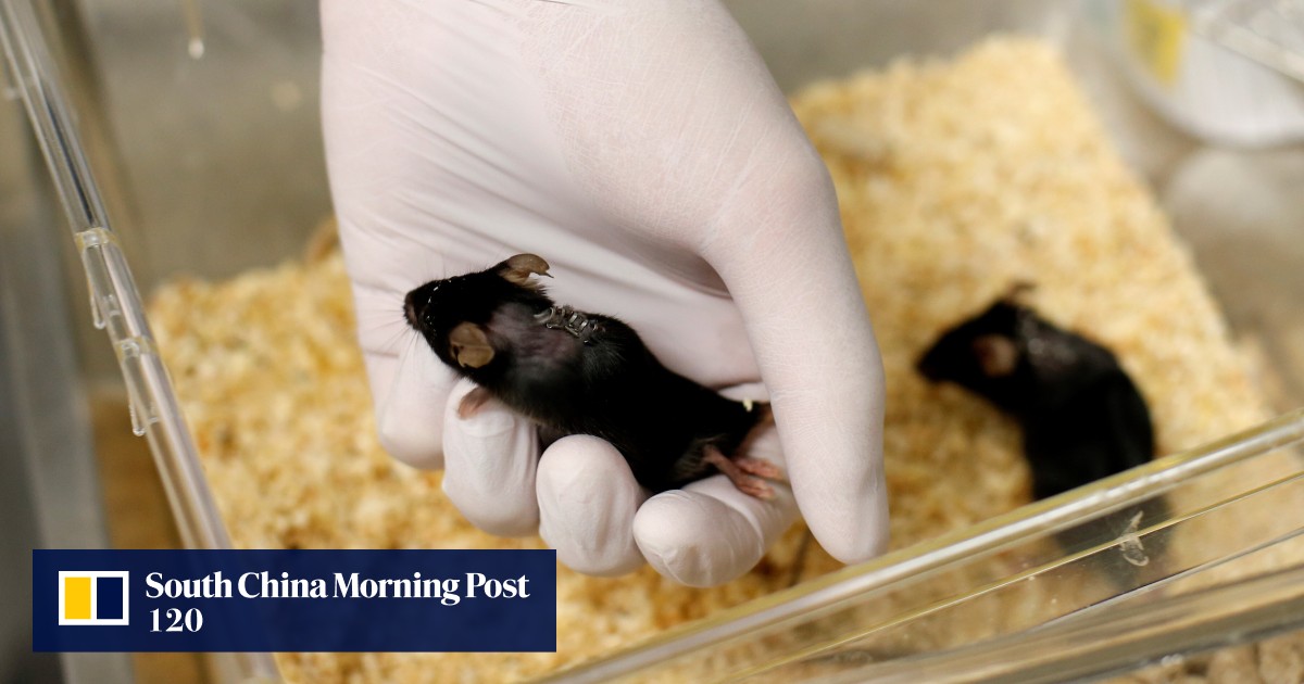German scientists help paralysed mice walk again | South China Morning Post