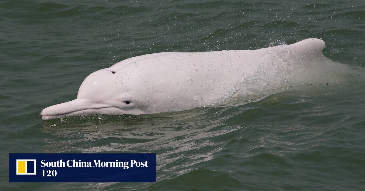 Experts race to save Chinese white dolphin spotted in south China river ...