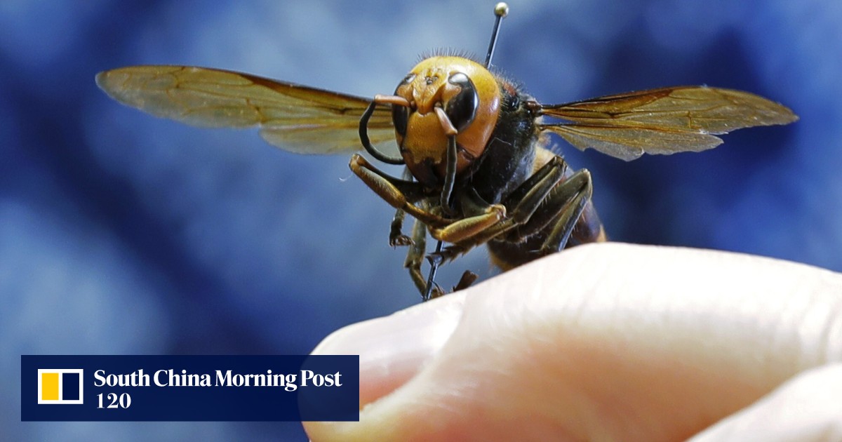 Scientists in US and Canada set to battle ‘murder hornets’ | South ...