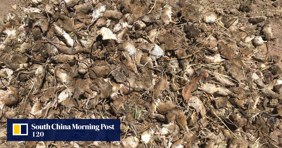 Australian family homeless after mice spark house fire in ‘nightmare ...