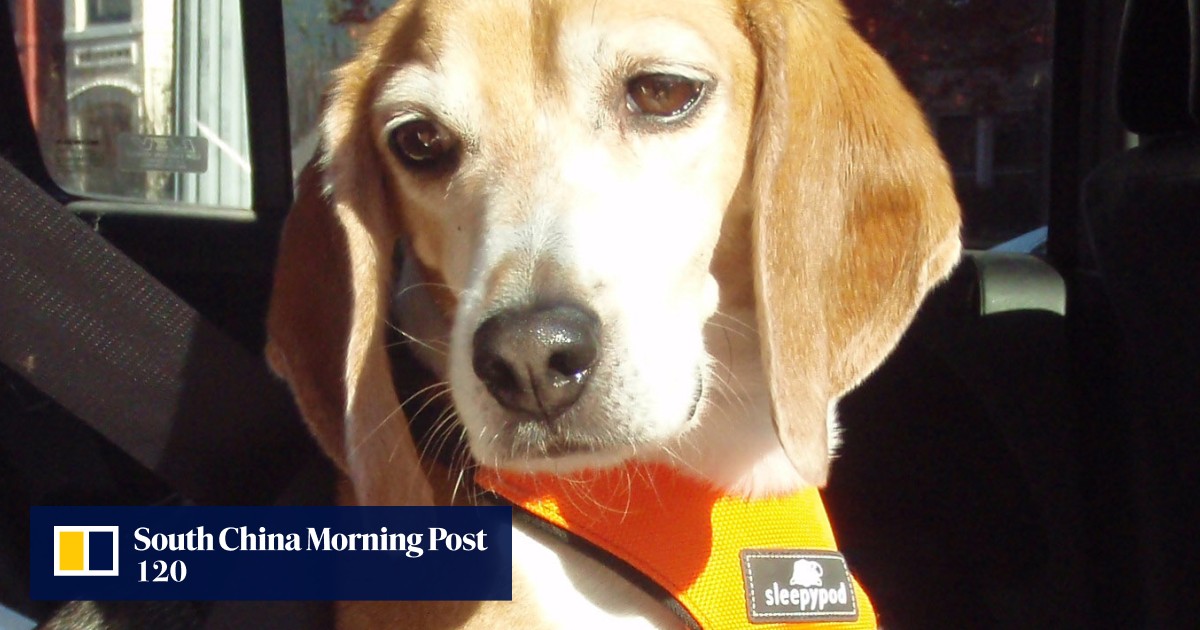 Crash tests for pets show how to keep your dogs safe on car journeys ...