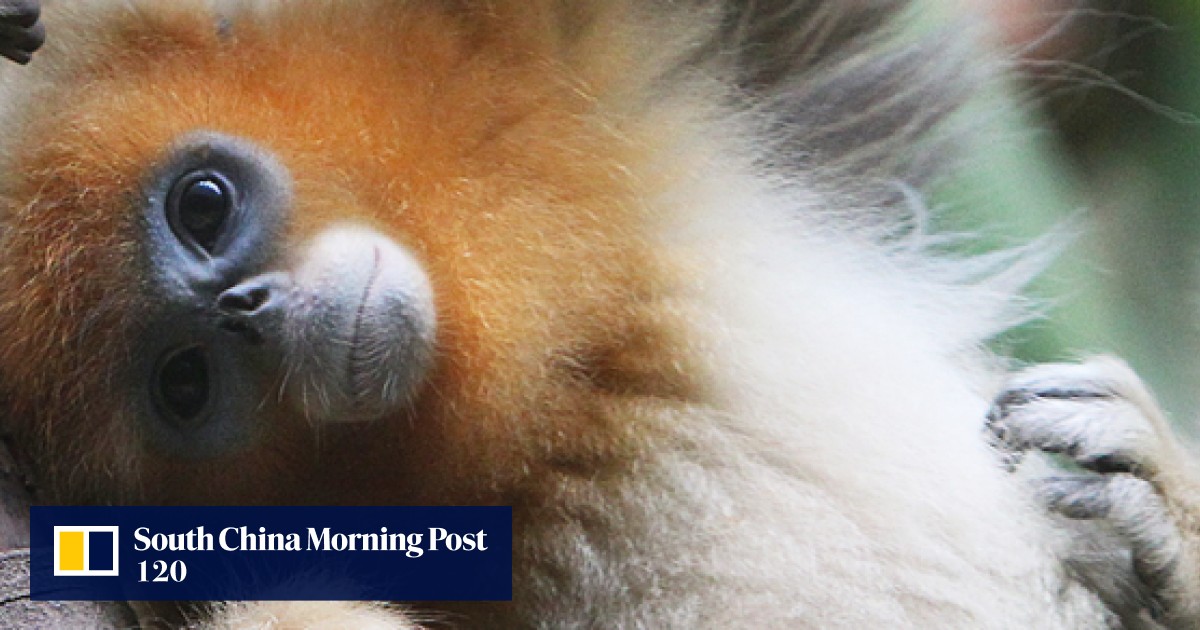 Endangered primate Hu Hu dies after medical procedure at Hong Kong's ...