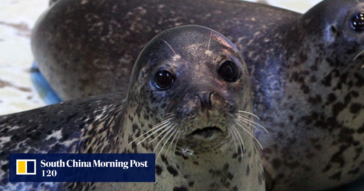 Two seals, including newborn, die at Hong Kong’s Ocean Park while red ...