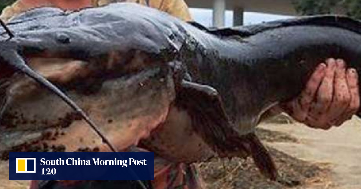 Hook, line and stinker: Japanese angler catches giant catfish in Hong ...