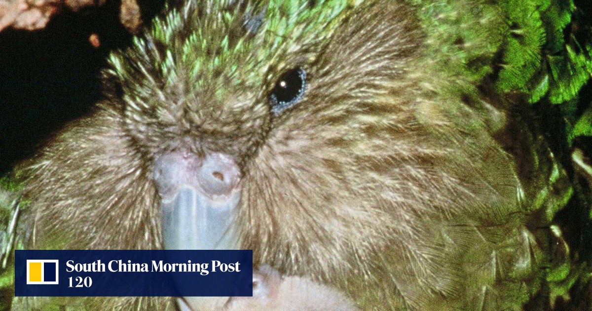 New Zealand’s rare kakapo parrot fighting back from brink of extinction ...