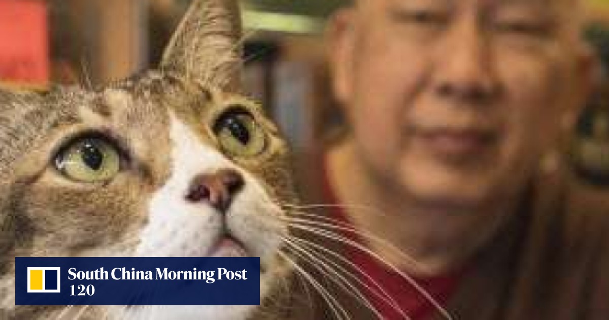 Snap cat: Dutch photographer captures fabulous felines living in Hong ...