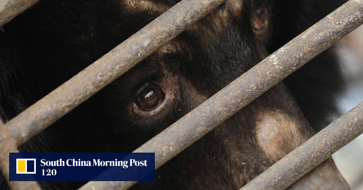 Bear climbs into car and kills Japanese safari park worker | South ...