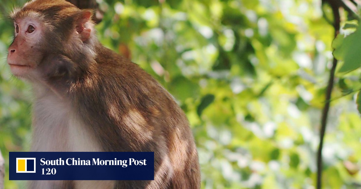 Discovery of ‘invasive species gene’ prompts Japanese zoo to cull 57 ...