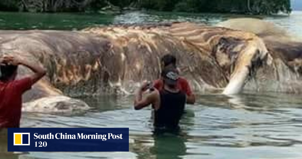 Scientists identify massive ‘sea monster’ that washed ashore on ...