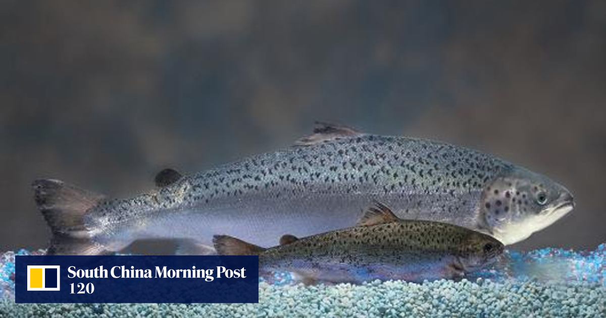 Salmon becomes world’s first genetically-modified animal to enter food ...