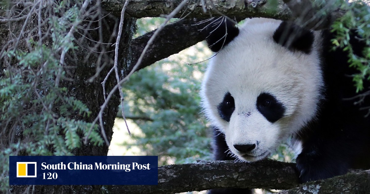 Behind the urgent drive to unite China’s giant panda habitats in one ...