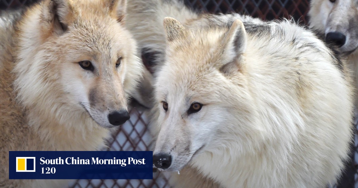 Arctic wolves to go on display at Chinese zoo | South China Morning Post