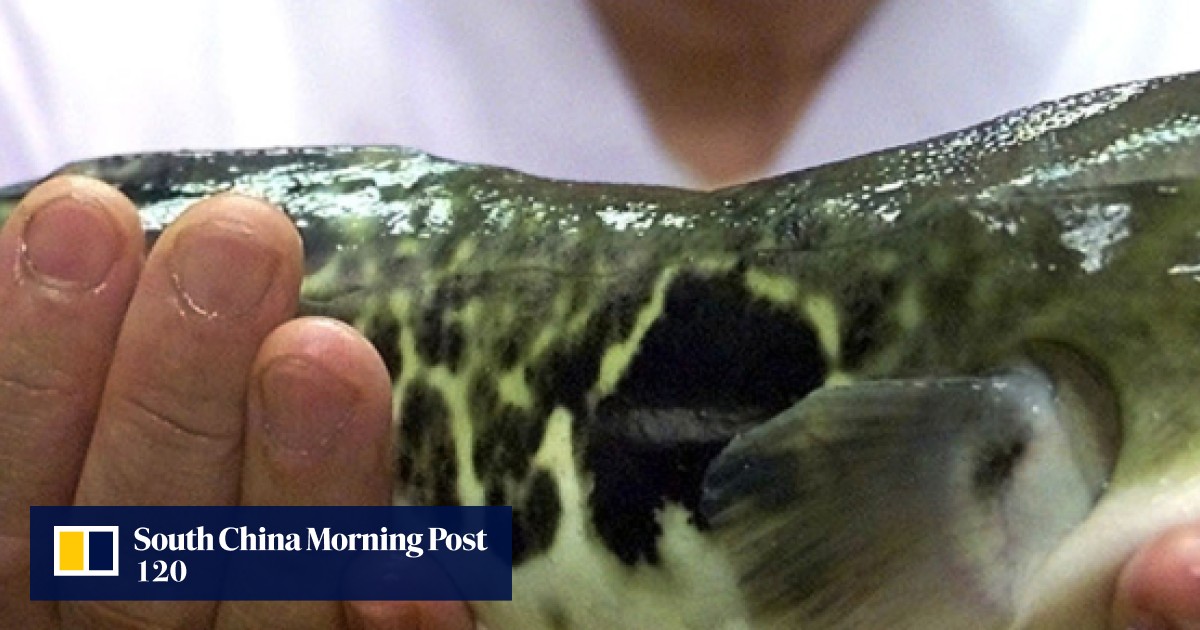 Asia in 3 minutes: Yabba, dabba, doo for sultan’s Flintstone car; yabba ...