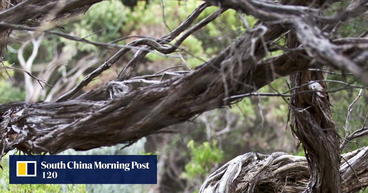 Like us, Australian trees are ‘sweating’ to survive extreme heatwaves ...