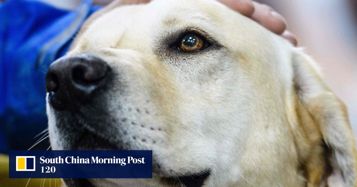 Taiwan rescue dog ‘Iron Hero’ finds two earthquake survivors on his ...