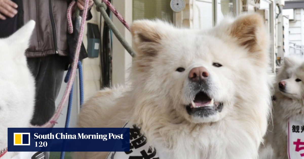 Train station dog Wasao who stole Japan’s heart with his ‘cute and ugly ...