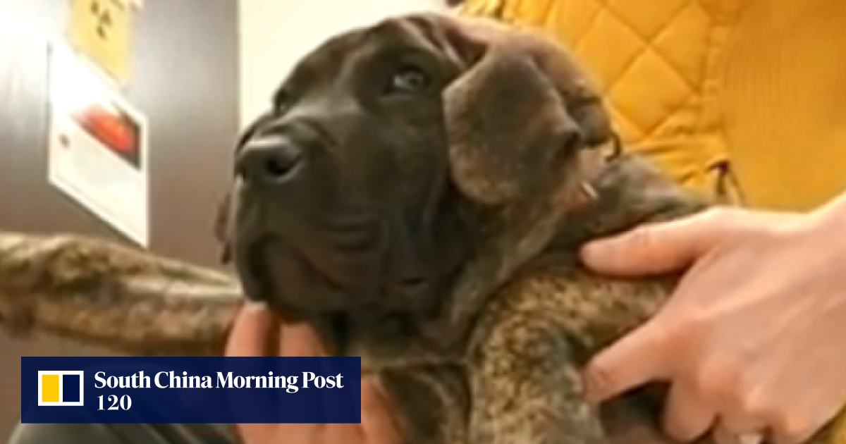 The power of ‘Doga’: How doing yoga with your dog ‘can help it overcome ...