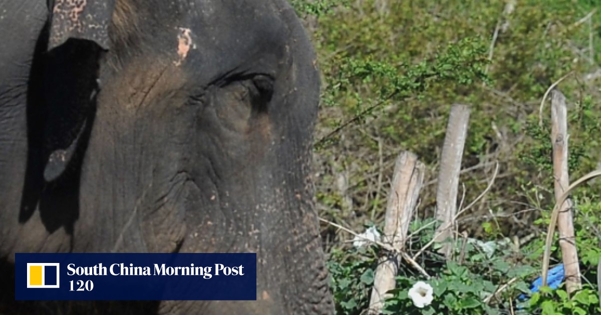 India’s growing population draws elephants and humans into conflict ...