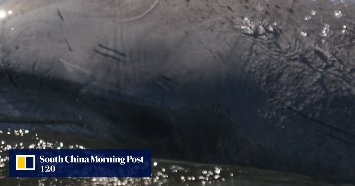 12 dolphins dead in ‘devastating’ loss, as red tide disaster wipes out ...