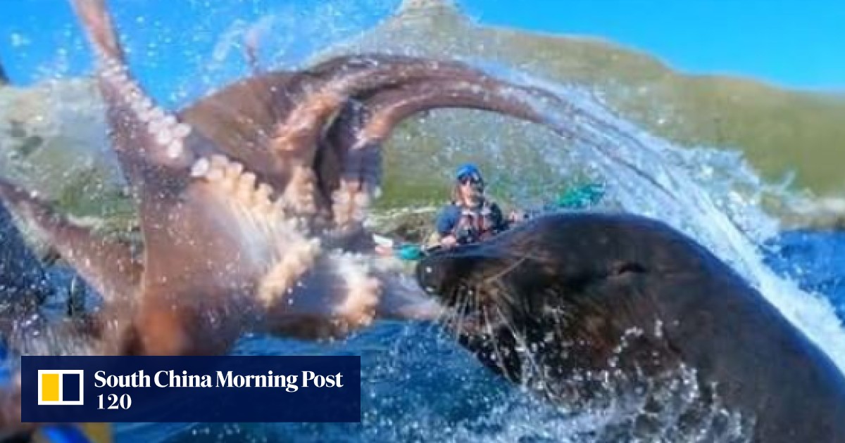 Seal slaps kayaker in the face with octopus as bizarre video goes viral ...