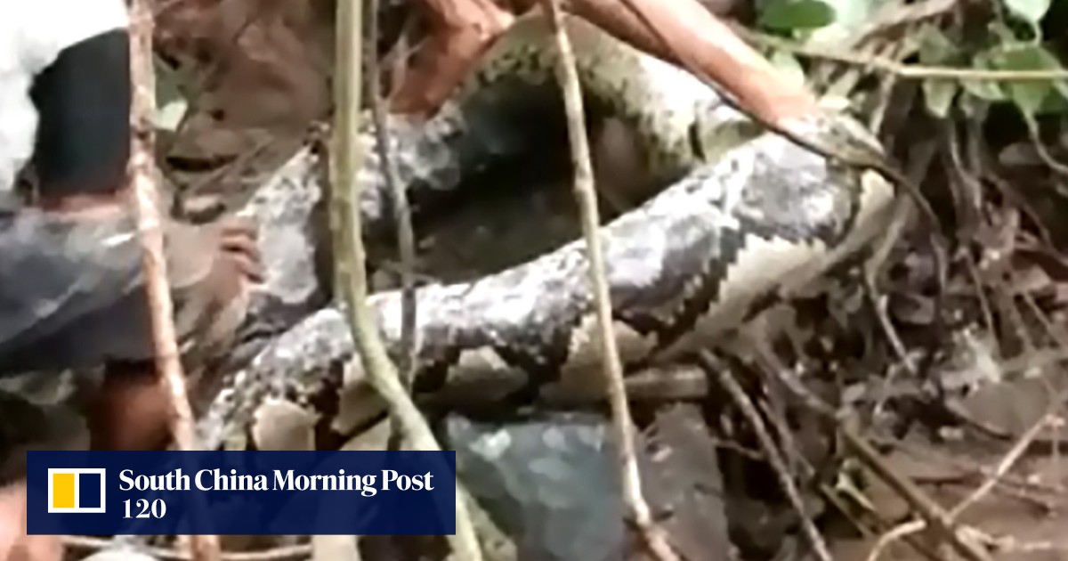 Viral video shows Indonesian villagers wrestling eight-metre-long giant ...