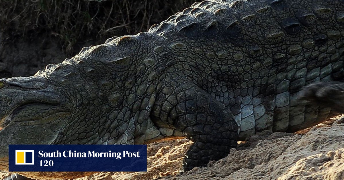 Crocodile mauls Indonesian man to death in Malaysia | South China ...